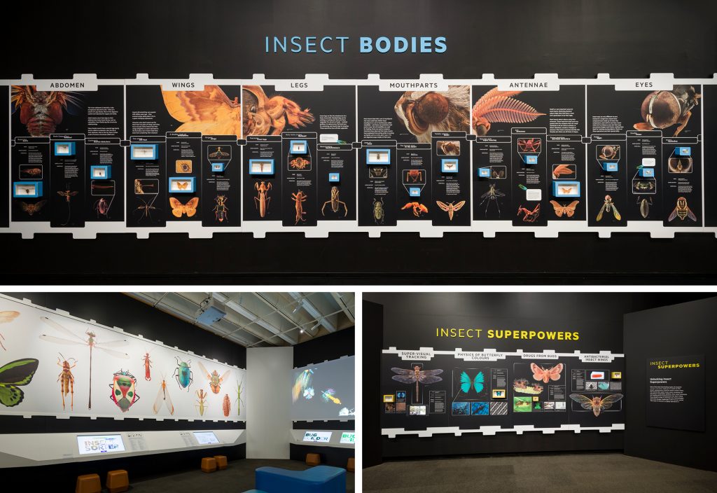 Take a look closer - Goldi