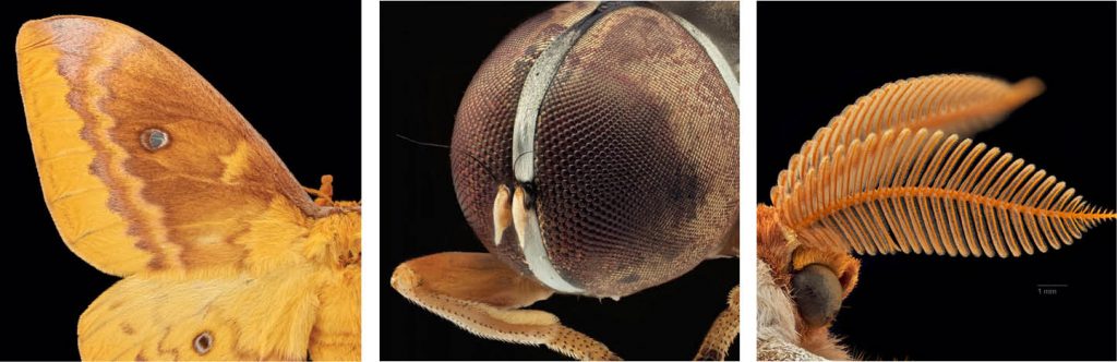 Take a look closer - Goldi